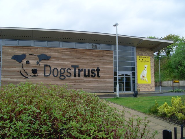 Dogs Trust Christmas Campaign – UWS Newsroom